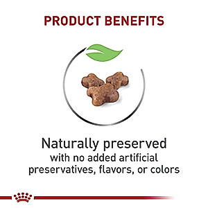 Royal Canin Feline Health Nutrition Kitten Dry Cat Food, 14 lb Bag