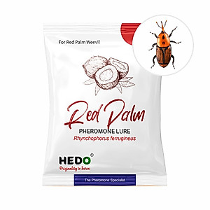 HEDO Red Palm Weevil Bucket Trap with Lure (Rhynchophorus ferrugineus) Pack of 5 to Control Damage in Coconut