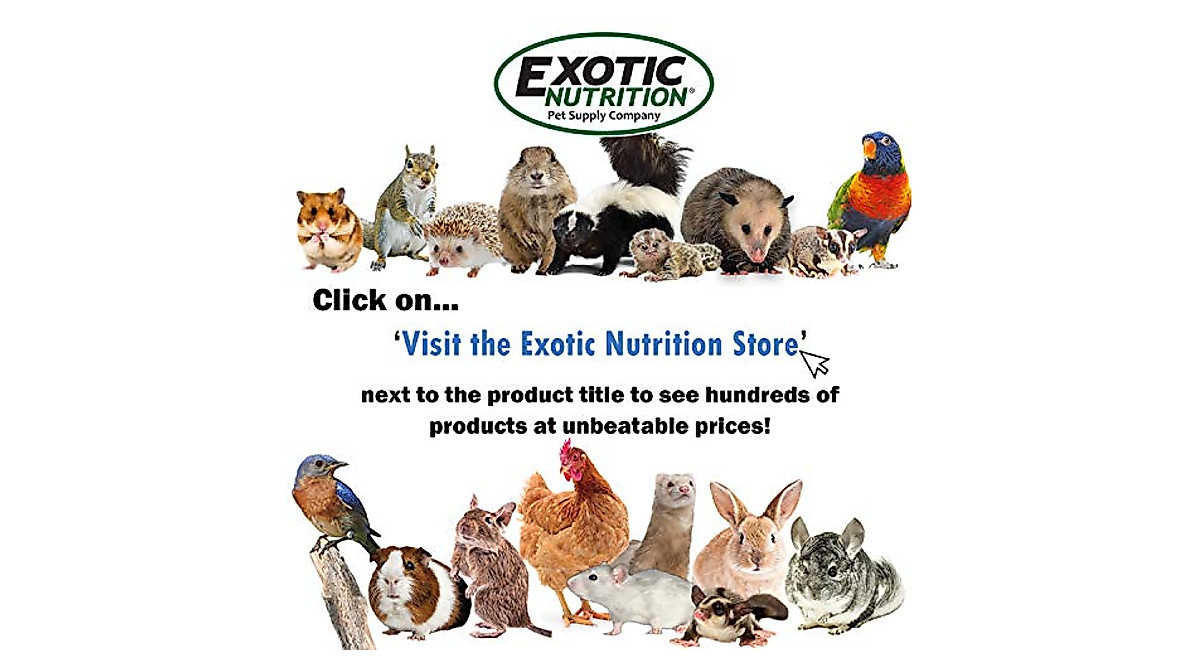 Wodent Wheel 8" Exercise Wheel for Hamsters & Small Pets