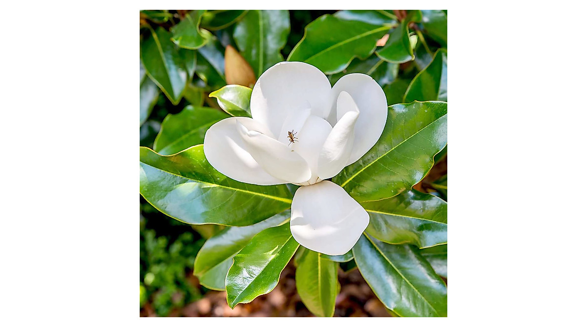 Southern Magnolia Bull Bay Seeds - Non-GMO Heirloom