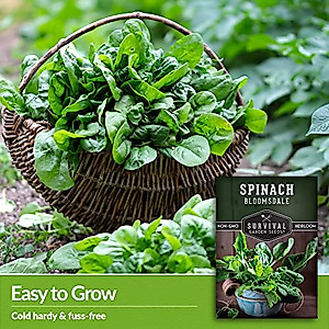 Survival Garden Seeds - Bloomsdale Spinach Seed for Planting - Packet with Instructions to Plant and Grow Delicious Spinach Greens in Your Home Vegetable Garden - Non-GMO Heirloom Variety