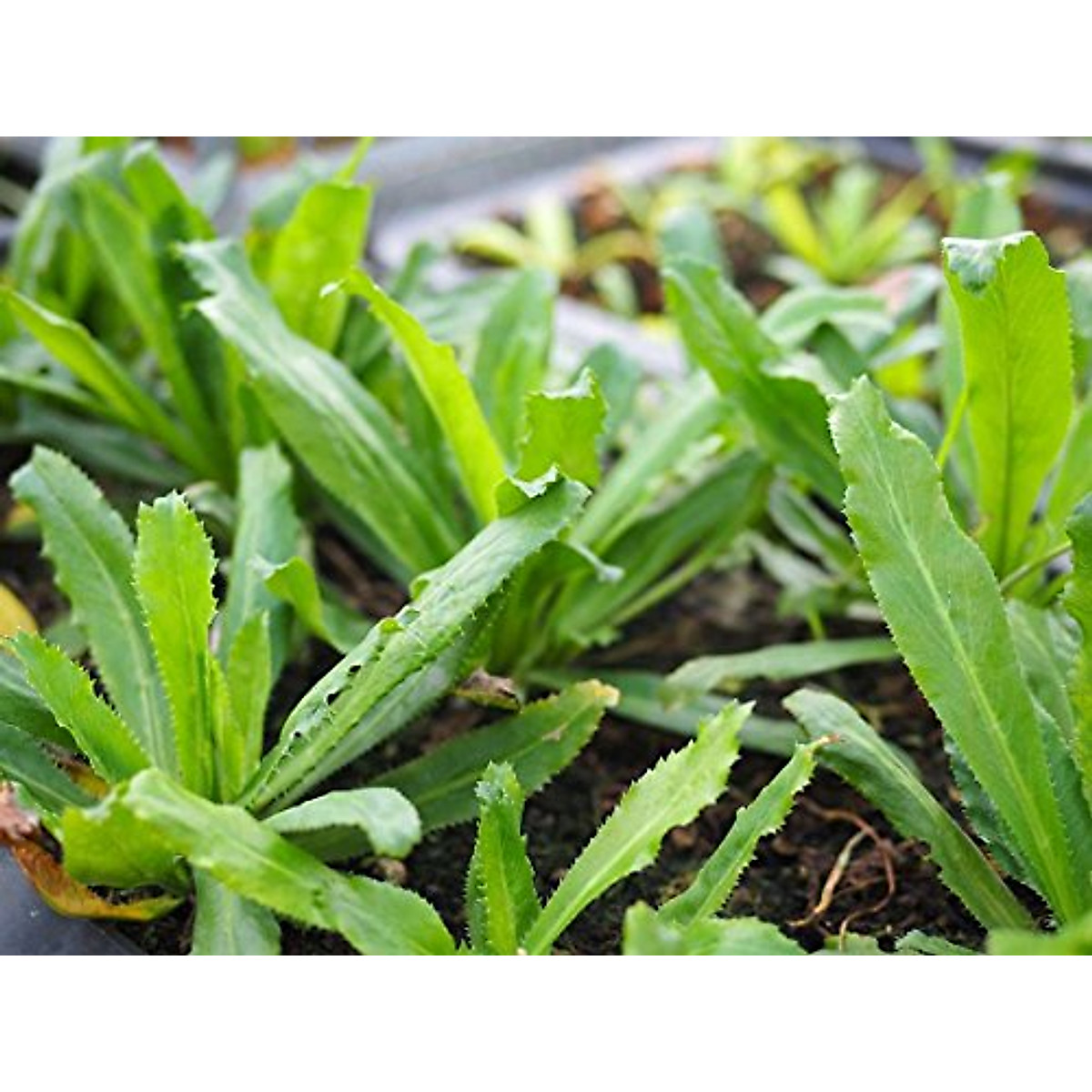 1000 Premium Organic Culantro - NGO GAI - Mexican Coriander - Thai Parsley - Recao - Seeds by Happy Seeds & Garden