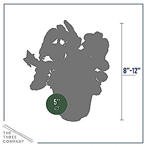 The Three Company Healthy Live Pansy - Purple (4 Per Pack), Early Spring Color, 6" Tall by 4" Wide in 1 Pint Square Pot