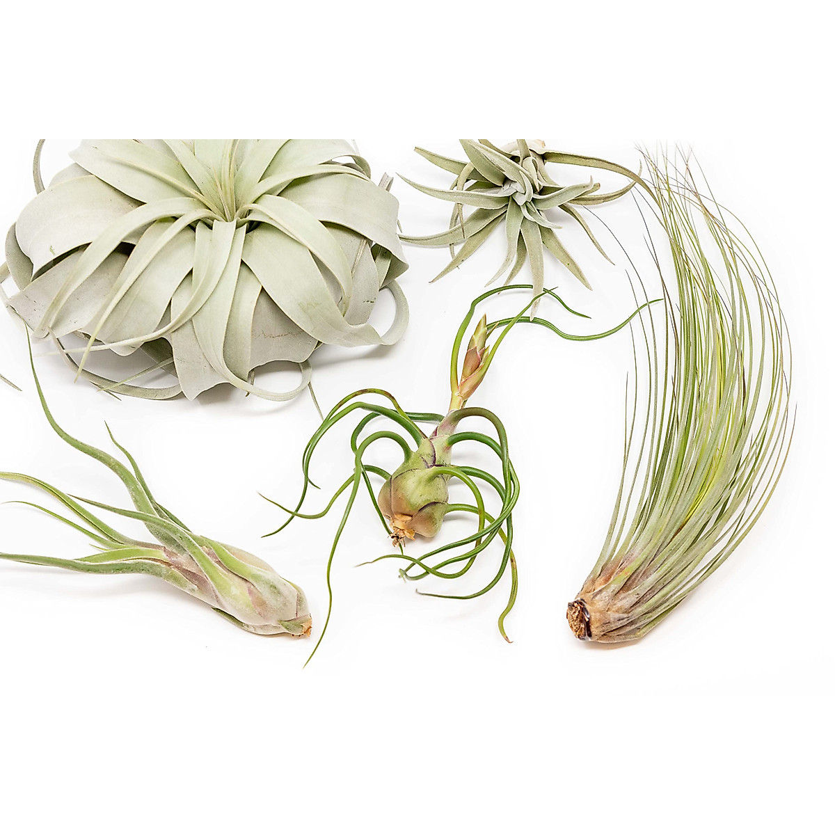 5 Pack of Large Tillandsia Air Plants - Xerographica, Juncea, Bulbosa, Caput Medusae & Harrisii- Live Succulent House Plants Availabe in Wholesale and Bulk - Easy Care Indoor and Outdoor Plants
