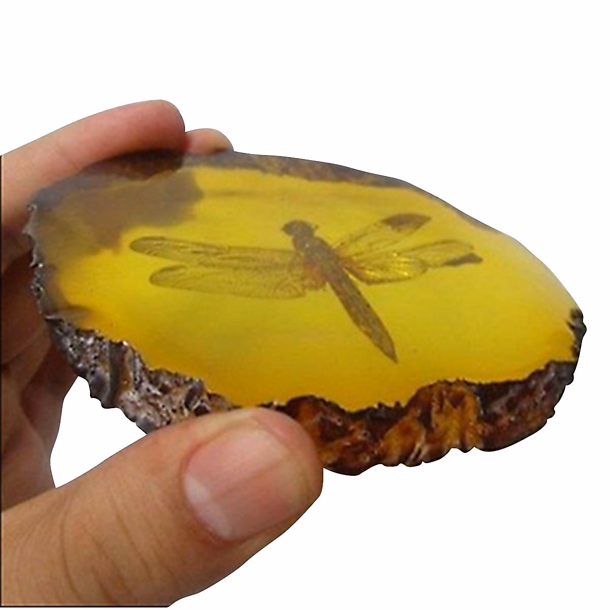 Amber Fossil Insect with Gift Bag and Gift Card，Museum Grade Specimen，Artificial Amber Natural Insect