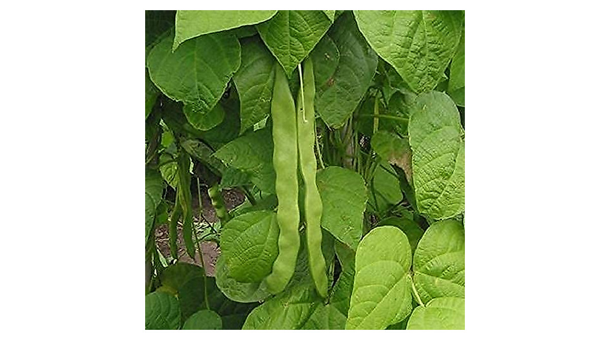 David's Red Kidney Bean Seeds: Non-GMO, Heirloom for Chili