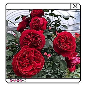 OHXSM Rare Plant Seed 100 Pcs Red Climbing Rose Seeds Garden Flower Plant Seeds