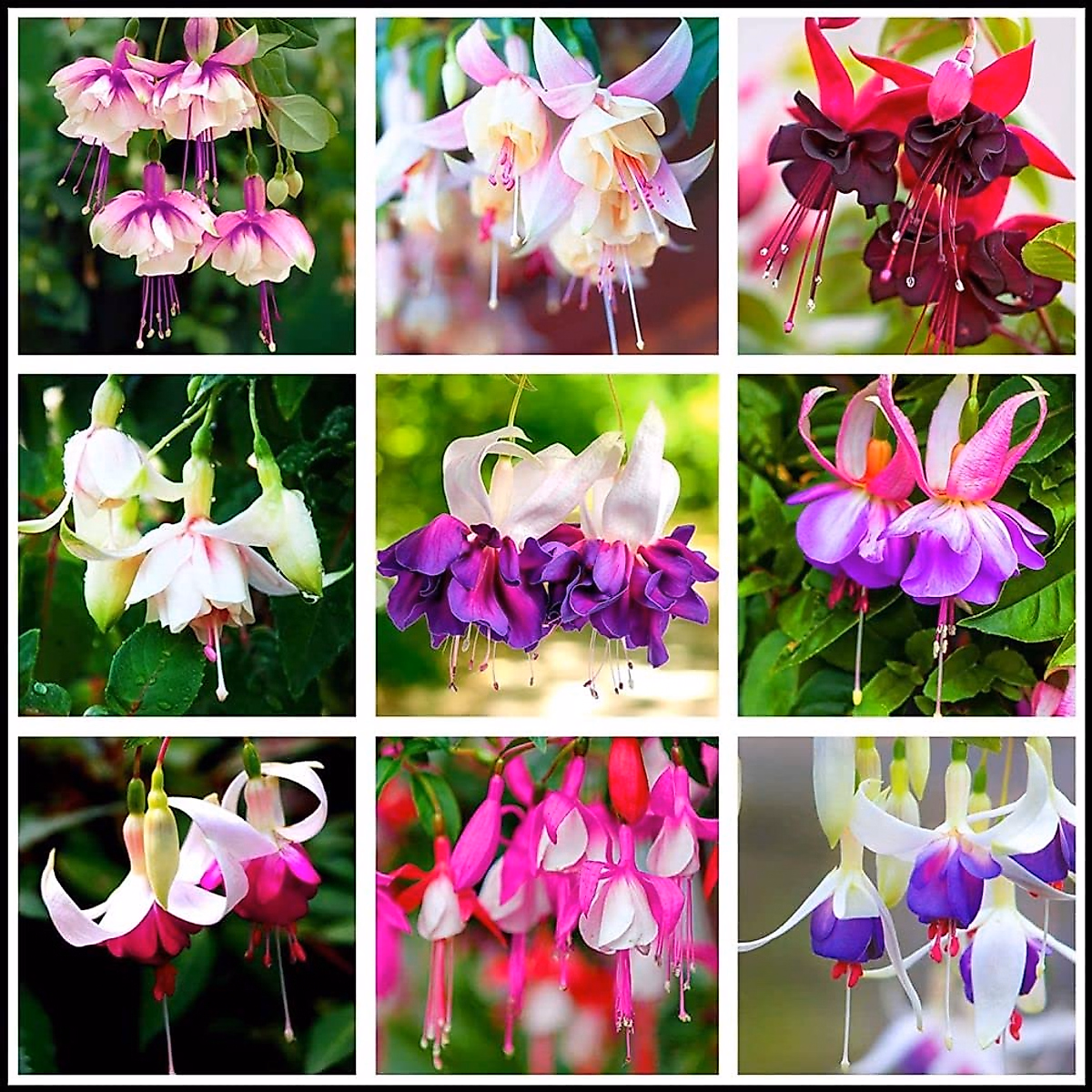 100 Pcs Purple Pink Fuchsia Flower Seeds Perennial Home Plant