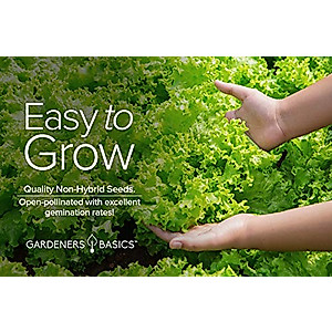 Green Leaf Lettuce Seeds For Planting - (Black Seeded Simpson Variety) Heirloom, Non-GMO Lettuce Variety- 2 Grams Seed Great For Spring, Summer, Fall, Winter Garden and Hydroponics by Gardeners Basics