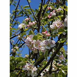 2 Live Plants Sargent Crab Apple Tree Quart Pot Malus Sargentii Tree Crabapple Plant Appletree of Sargent