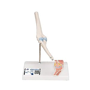 3B Scientific A87/1 Mini Elbow Joint w/cross sec of bone on base - 3B Smart Anatomy