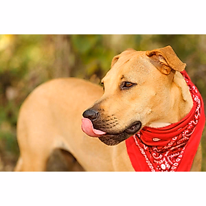 MY LUCKY PETS LLC Dog Allergy Immune Bites - Dog Omega 3 Fatty ACIDS - Fish Oil - Best Heart Brain Skin and Joint Health - Vet Recommended - Dog Omega 3 6 9 Supplement - 2 Bottles (360 Softgels)