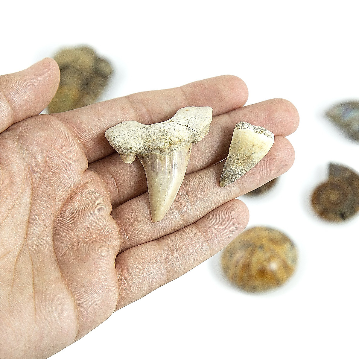 Museum Quality Fossil Collection Kit Featuring Dinosaur Fossils, Ammonites, Trilobite, Shark Tooth, Urchin and Fish Fossil - Collectors Edition Paleontology Set