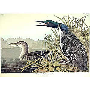Great Northern Diver or Loon. From"The Birds of America" (Amsterdam Edition)