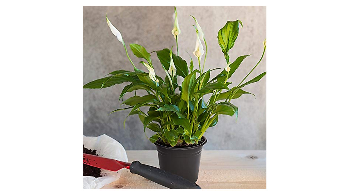 JERIA 100-Pack Plant Nursery Pots with Labels - Seedling & Garden Growers