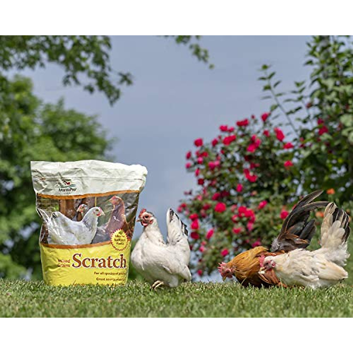 Manna Pro Ultimate Scratch Chicken Feed | Nutrient Rich Chicken Treat | 10 LB Chicken Scratch