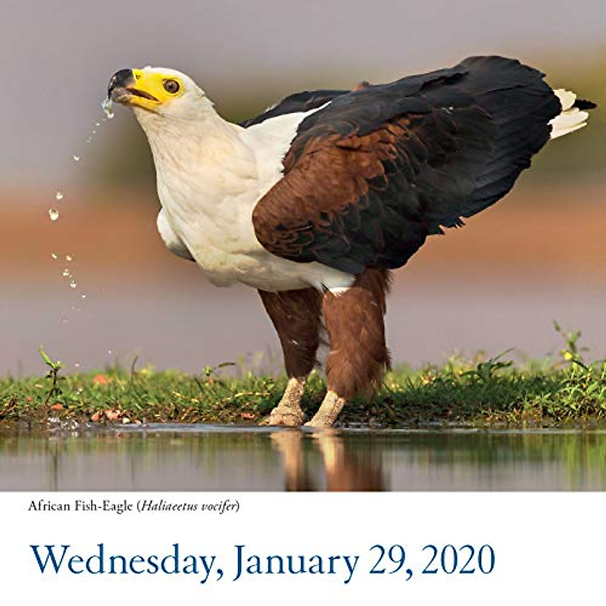 Audubon Birds Page-A-Day Calendar 2020