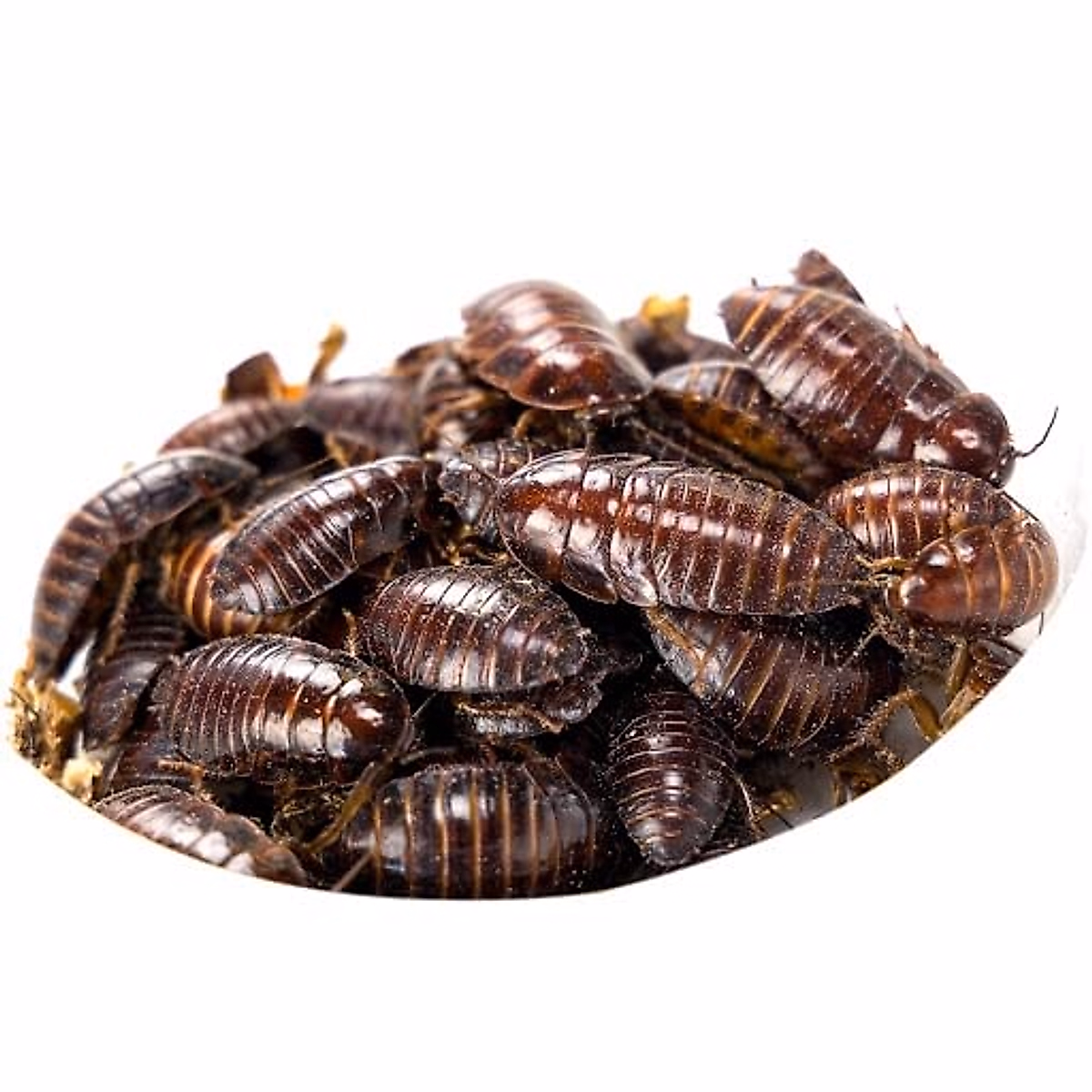 Josh's Frogs 3/4" - 1" Large Orange Head Roaches (25 Count)
