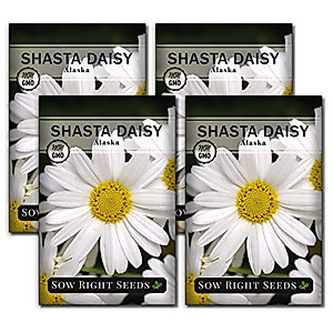 Sow Right Seeds - Shasta Daisy Flower Seeds for Planting, Beautiful Flowers to Plant in Your Garden; Non-GMO Heirloom Seeds; Wonderful Gardening Gifts (4)