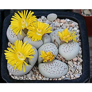5 Lithops Live Plants 0.4 Inc, White Lithops Living Stones Succulents Planting Ornament Flower Pot Planting Garden Gift