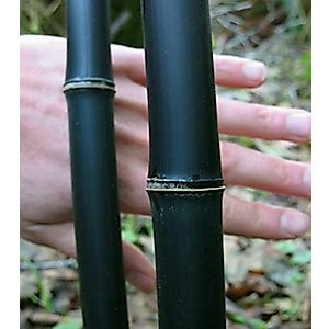 50+ Rare Black Bamboo Seeds for Planting | Exotic and Fast Growing | Ships from Iowa, USA