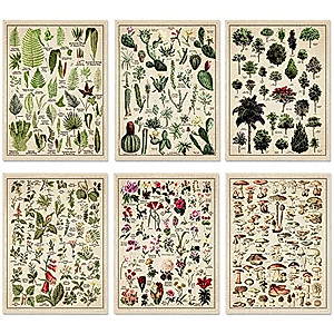 Set of 6 Plant Poster Vintage Botanical Prints 12 x 16 Inch Decorative Wrap Poster Tree Wall Art Picture Vintage Mushroom Decor Floral Nature Poster for Wall Cactus Posters Prints