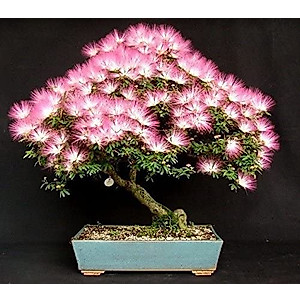 20 Albizia Julibrissin Mimosa Bonsai Tree Seeds for Planting - Persian Pink Silk Tree - Ships from Iowa, USA