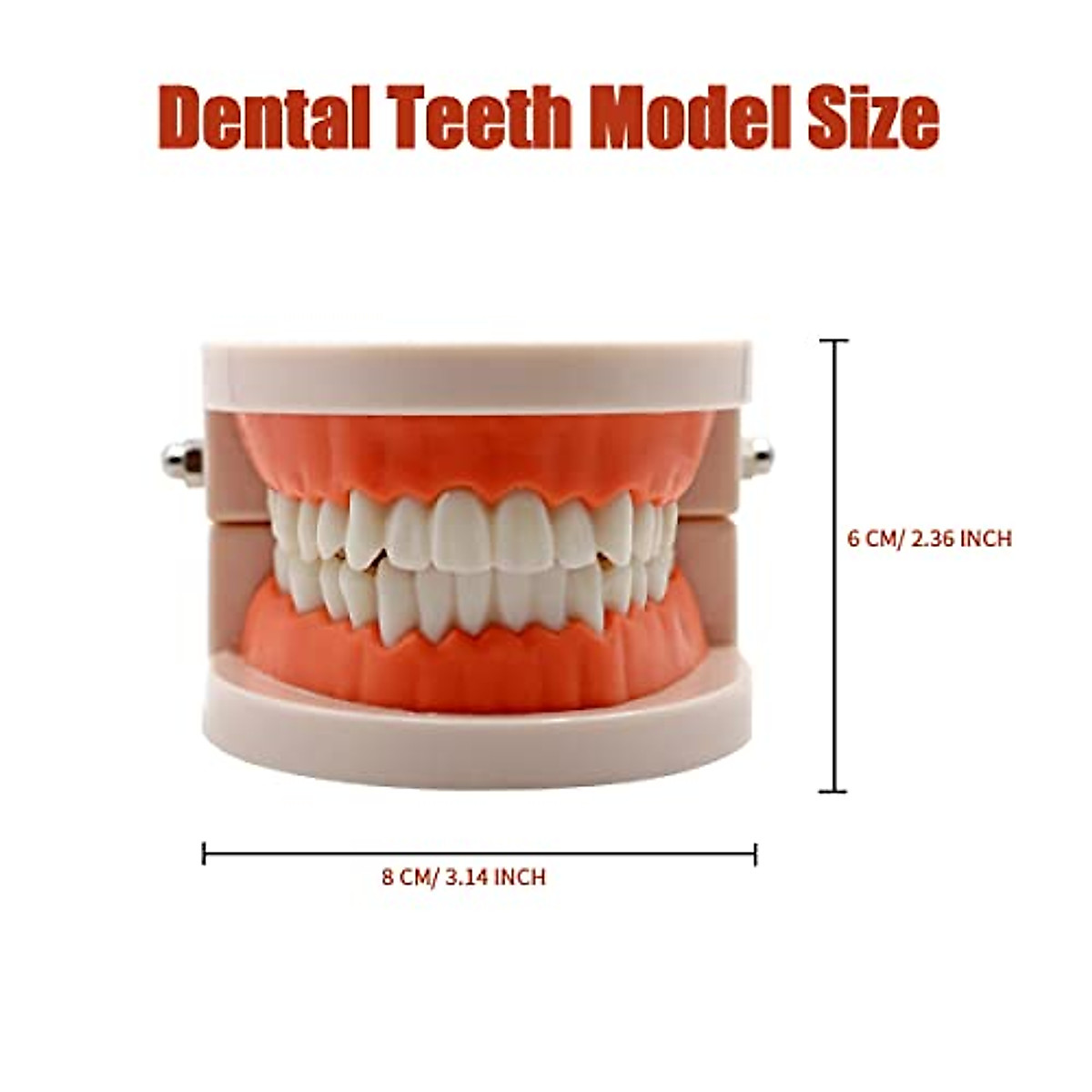 Dental Teeth Model, Standard Teeth Model, Denture Mouth Model Demonstration for Kids Dental Teaching Study Supplies