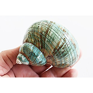 X-Large Polished Jade Turbo (3" - 3 1/2") 1 1/2" Opening Beach Crafts Nautical Decor Large Hermit Crabs - Florida Shells and Gifts