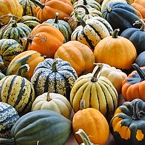 David's Garden Seeds Squash Winter Acorn Autumn Blend 25 Non-GMO, Heirloom Seeds