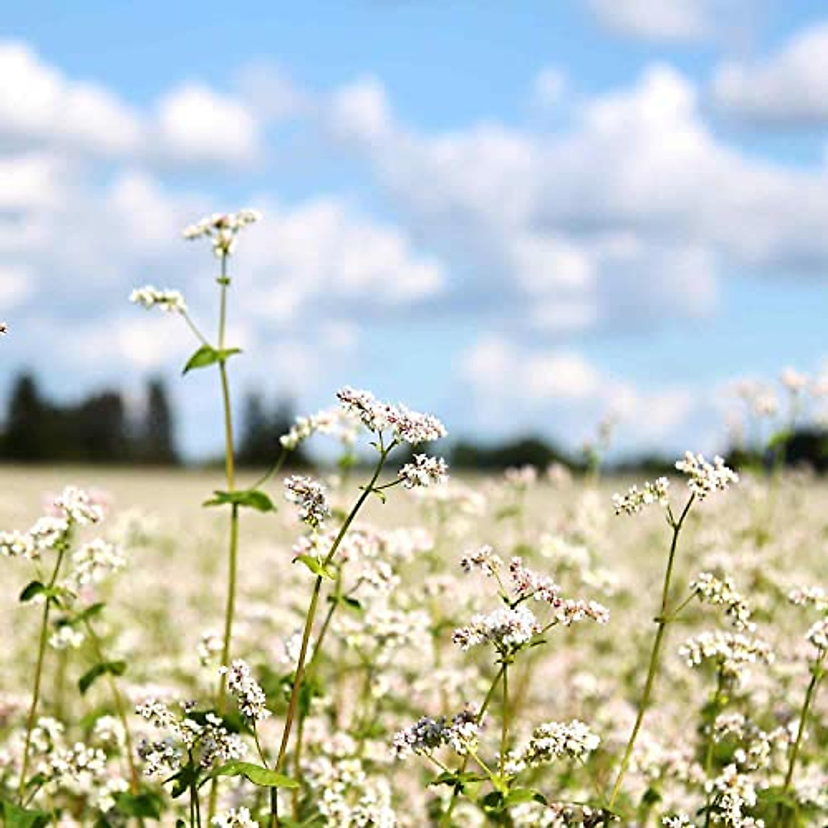 Outsidepride Buckwheat Cover Crop, Grain, Bee Pasture, Pollinator, Wildlife Seed - 10 LB