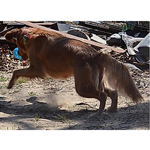 JULYFOX Pet Balls for Dog Squeaky Fetch Ball Toys Durable Chew Toy with Squeaker Bulk for Dog Small/Medium 2 Pack Blue+Green