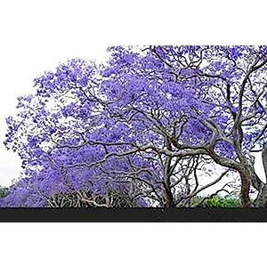 Golden autumn farm- 25 Blue Jacaranda Tree Jacaranda Mimosifolia Seeds/Excellent As Bonsai