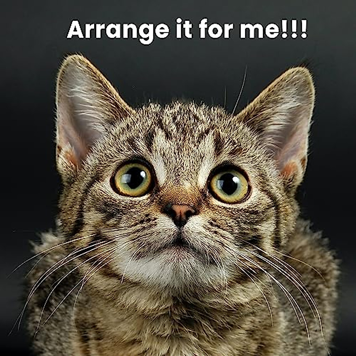 SHA CERLIN 68 Inches Multi-Level Large Cat Tree for Large Cats/Big Cat Tower with Cat Condo/Cozy Plush Cat Perches/Sisal Scratching Posts and Hammocks/Cat Activity Center, Dark Grey