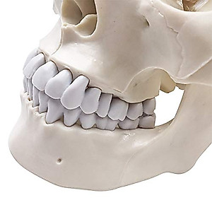 3-Part Human Skull Model - Life Size Removable Medical Detailed Anatomical Adult Head Bone