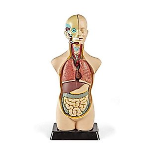 hand2mind 19 Inch Tabletop Human Torso Model, Anatomically Accurate Kit, 10 Removable Human Organs, Anatomy Model for Kids, Human Anatomy Torso Model, Science School Supplies, Trachea Model