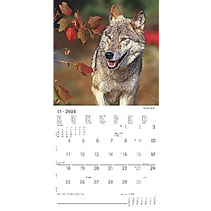Wolves 2024 Brochure Calendar 30 x 30 cm (30 x 60 Open) Calendar with Space for Notes Wolves Picture Calendar Wall Planner Alpha Edition