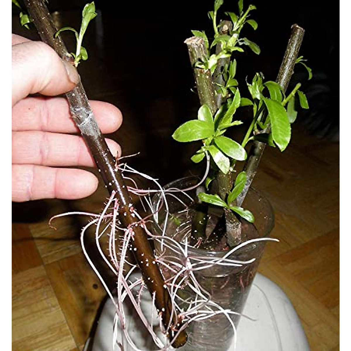 Thin Hybrid Willow Tree Cuttings for Planting Privacy Trees - Bulk Amounts - Pencil Size or Smaller Thickness - Great for Privacy Hedge Row (100 Thin Cuttings)