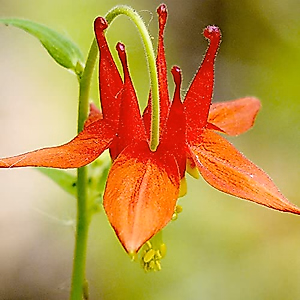 Double Orange Yellow Columbine Seeds Perennial Low Maintenance Cut Flower Showy Deer & Rabbit Resistant Attracts Pollinators Beds Borders Outdoor 50Pcs Flower Seeds by YEGAOL Garden