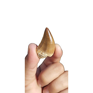 Real Mosasaur Tooth Fossil Dinosaur Tooth Fossil Dinosaur Fang