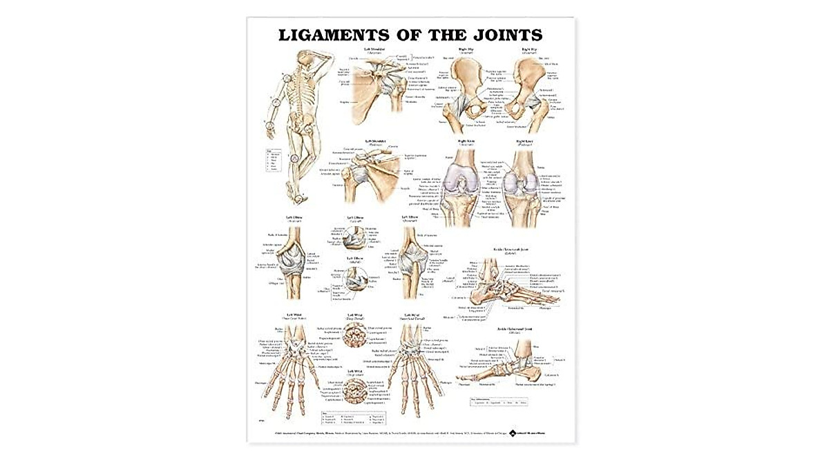 Detailed Ligaments of the Joints Anatomical Chart | ACC