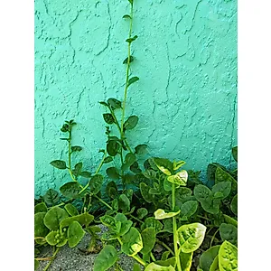 Gaea's Blessing Seeds - Malabar Spinach Seeds - Non-GMO Seeds with Easy to Follow Planting Instructions - Heirloom Big Round Leaf Malabar - 93% Germination Rate