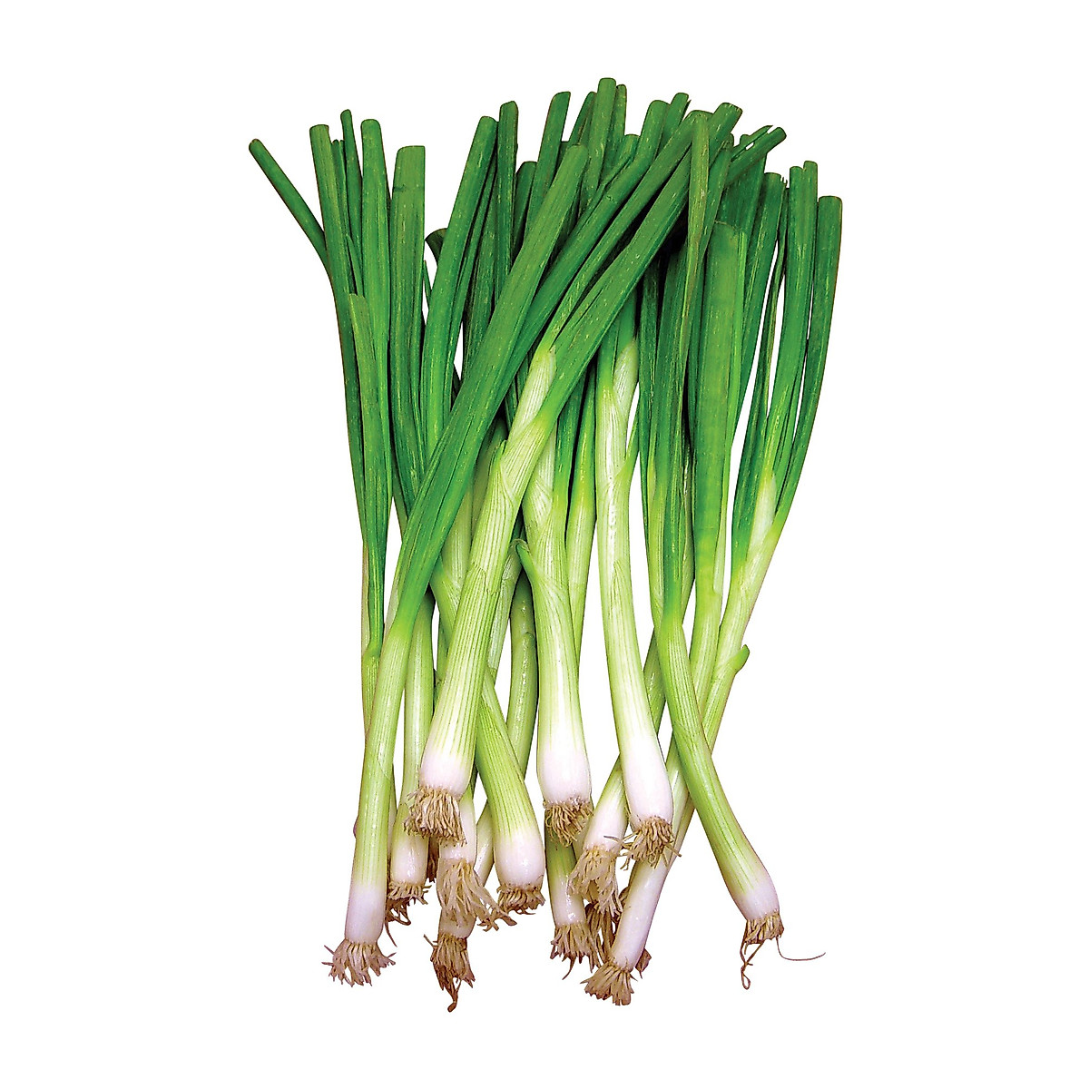 Burpee White Lisbon Bunching Onion Seeds 1000 seeds