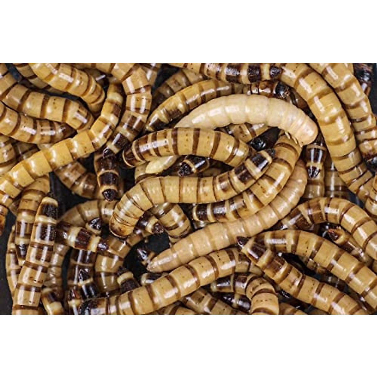 Surmen Legacy Live Superworms 200 Count Gut-Loaded (1.5-2 inches)