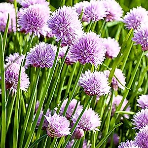 Chives Allium Schoenoprasum Wild Onion Wild Garlic Herb Garden Seeds for Planting About 100 Seeds
