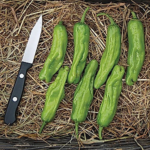 Organic Shishito Pepper Seeds (Approx. 55), 94% Germination Rate, Heirloom Vegetable Seeds, Certified Organic, Non GMO, Non Hybrid, USA