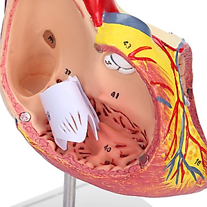 Brrnoo Human Heart Model 48 Anatomical Internal Structures, 2-Part Life Size Anatomically Accurate Numbered Heart Medical Model, 3 x Removable Parts for Teaching use