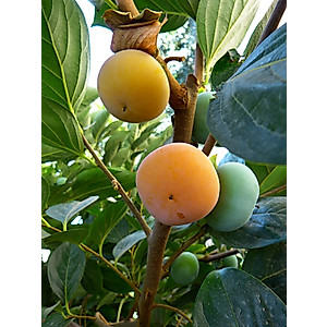 Fresh Persimmons- 5LBS