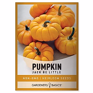 Mini Pumpkin Seeds for Planting (Jack Be Little) Small Heirloom, Non-GMO Vegetable Variety-5 Grams Seeds Great for Summer Pumpkin Gardens by Gardeners Basics