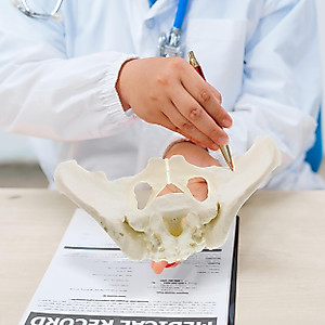 MonMed Life Size Female Pelvis Model, Hip Model – Female Anatomy Model, Hip Bone Pelvic Model Female Anatomical Model